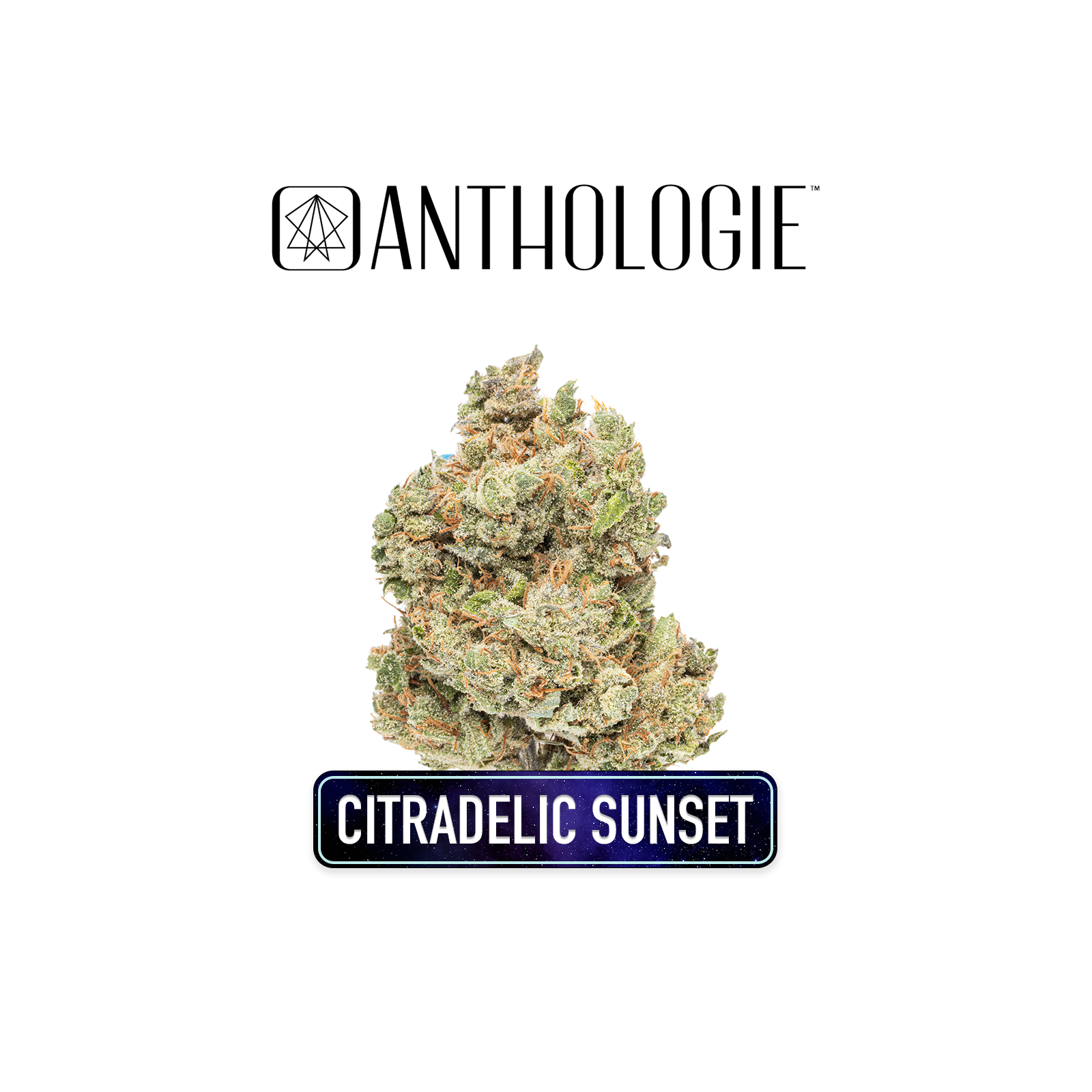 ANTHOLOGIE - Citradelic Sunset | Littles 7G