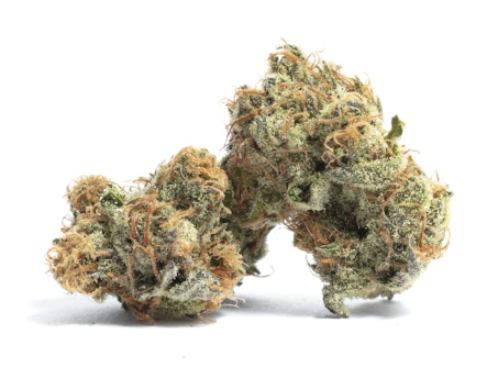 66 FARMS - Governmint Oasis - Premium - 14G