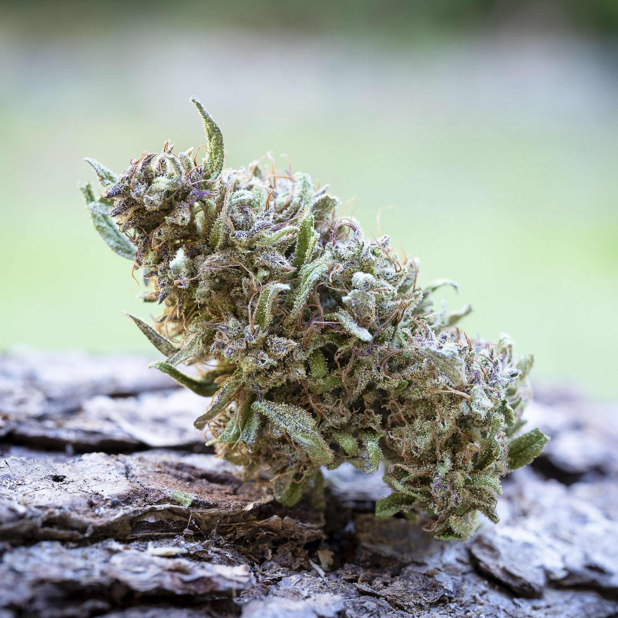 FARM CUT - 7.5G |THCV PINK BOOST GODDESS| BY EMERALD SPIRIT BOTANICALS ...