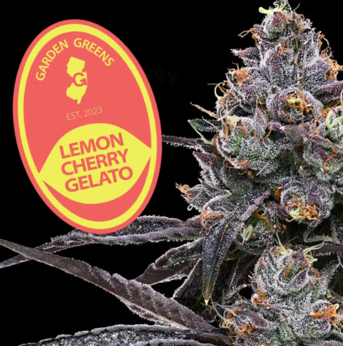 GARDEN GREENS - LEMON CHERRY GELATO | BIG BUDS 3.5G