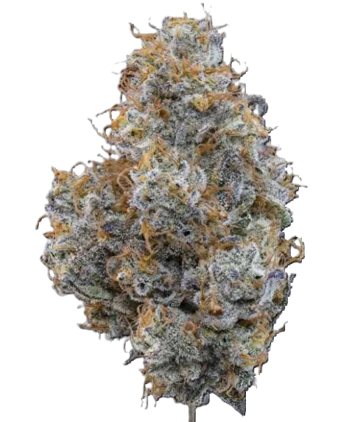 SNAXLAND - Snax | Zazul